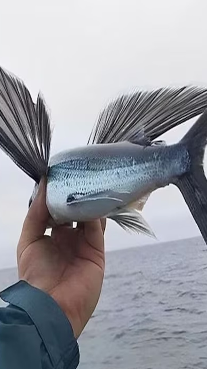 क्या फ्लाइंग फिश सच में उड़ती हैं