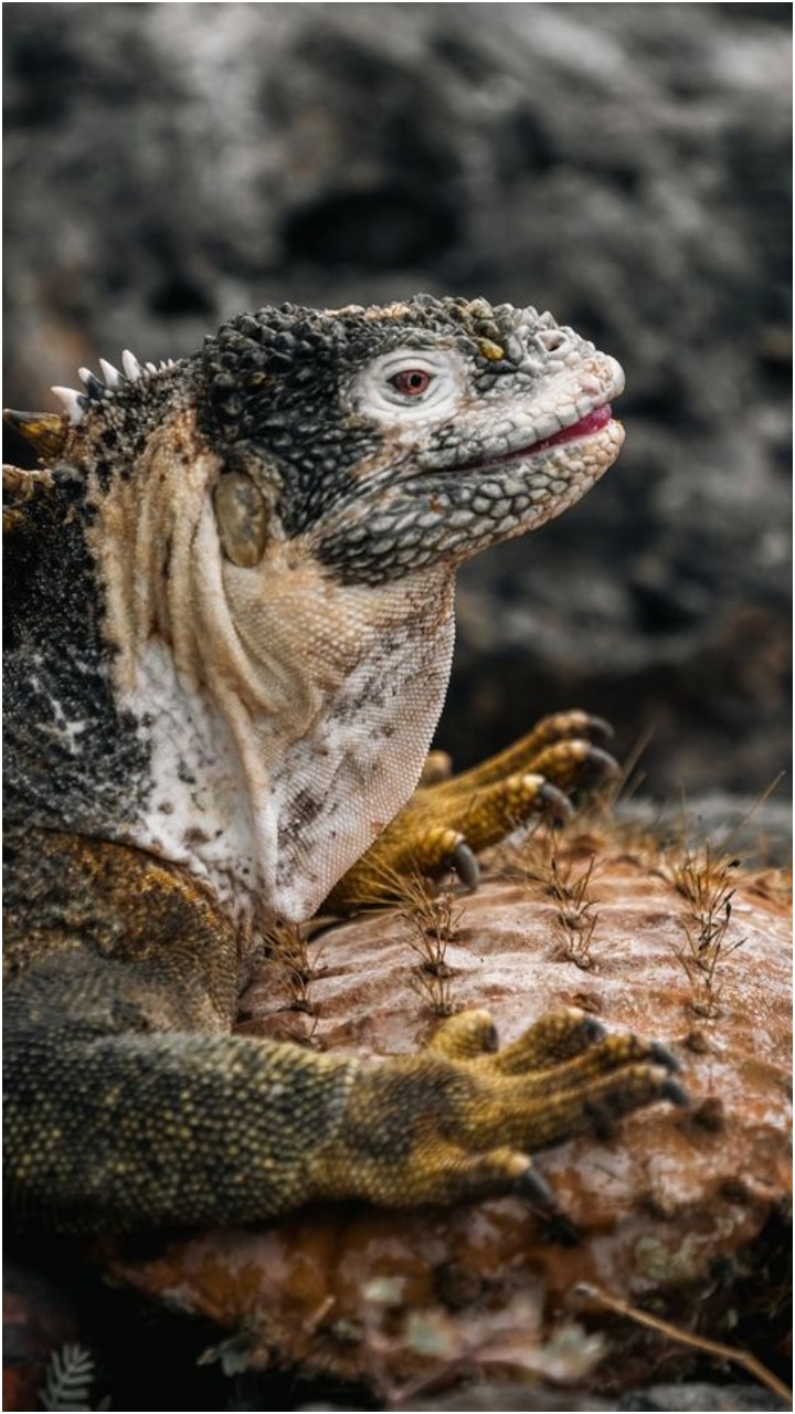 Life amid Lava: 7 animals that flourish in volcanic zones