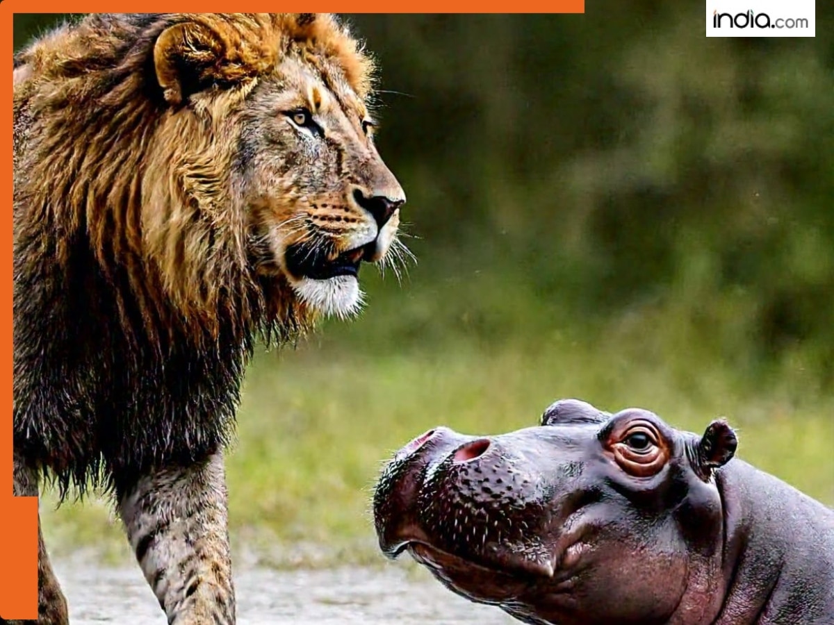 Viral Video Lion vs Hippo