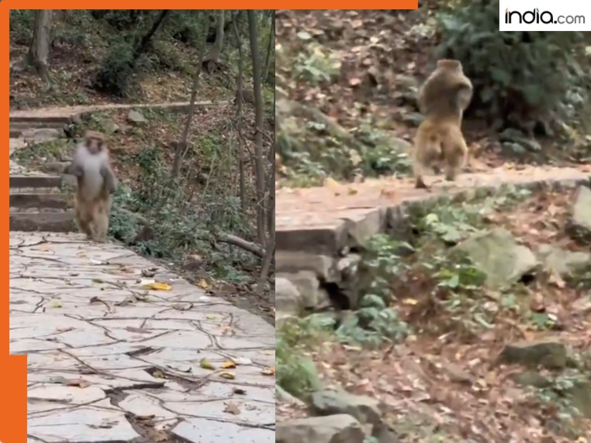Monkey runs faster than humans