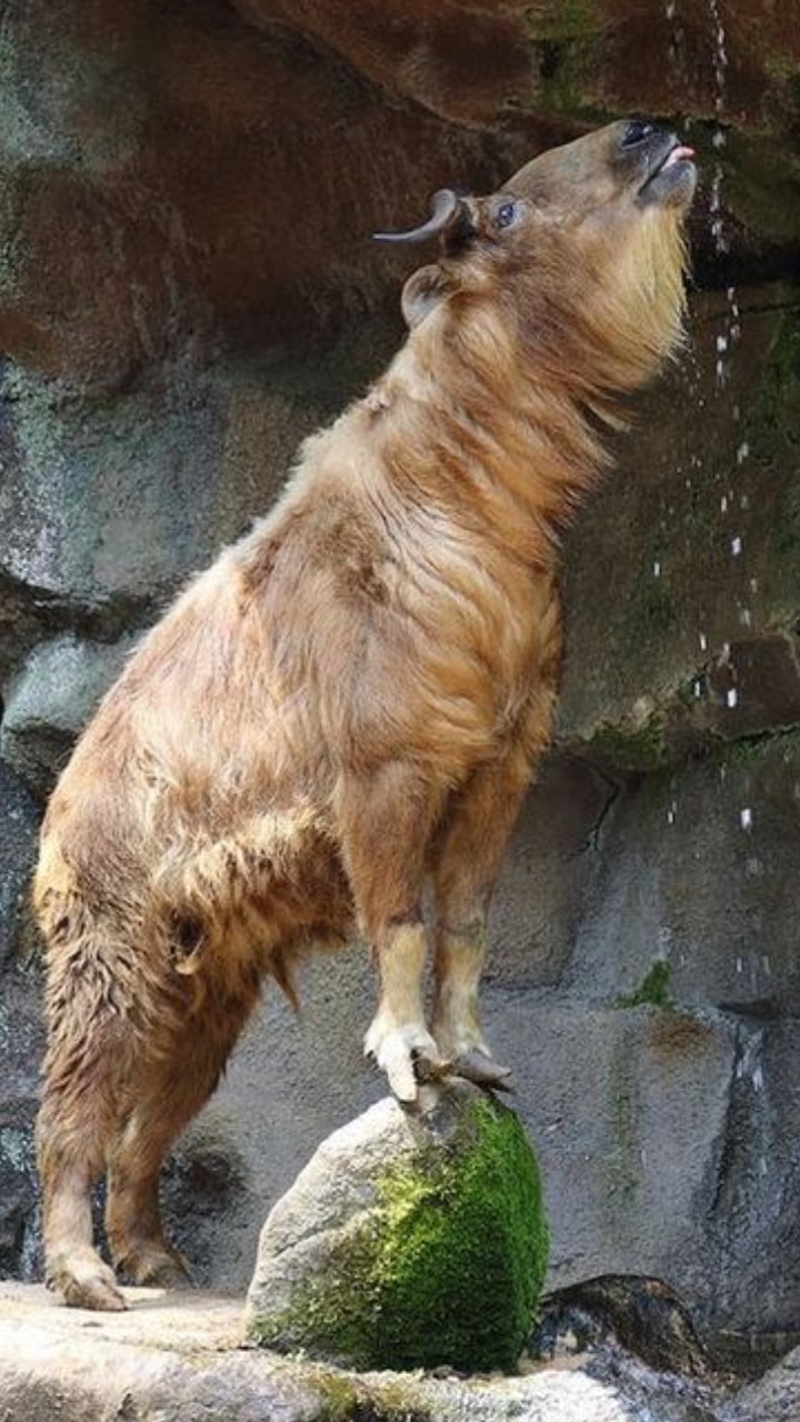 10 Rare animal species found only in China