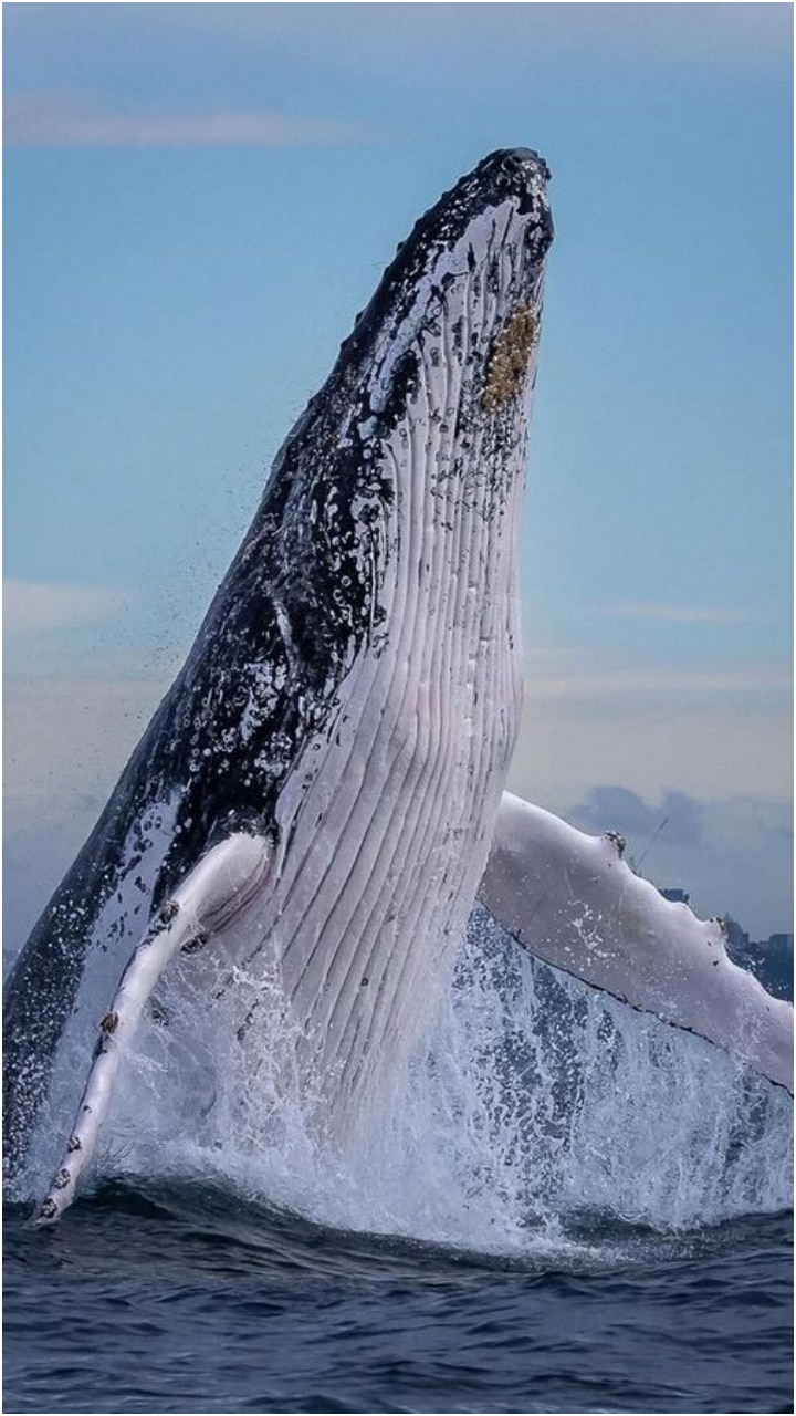 Afterlife of Whales: What happens when largest animal on Earth dies