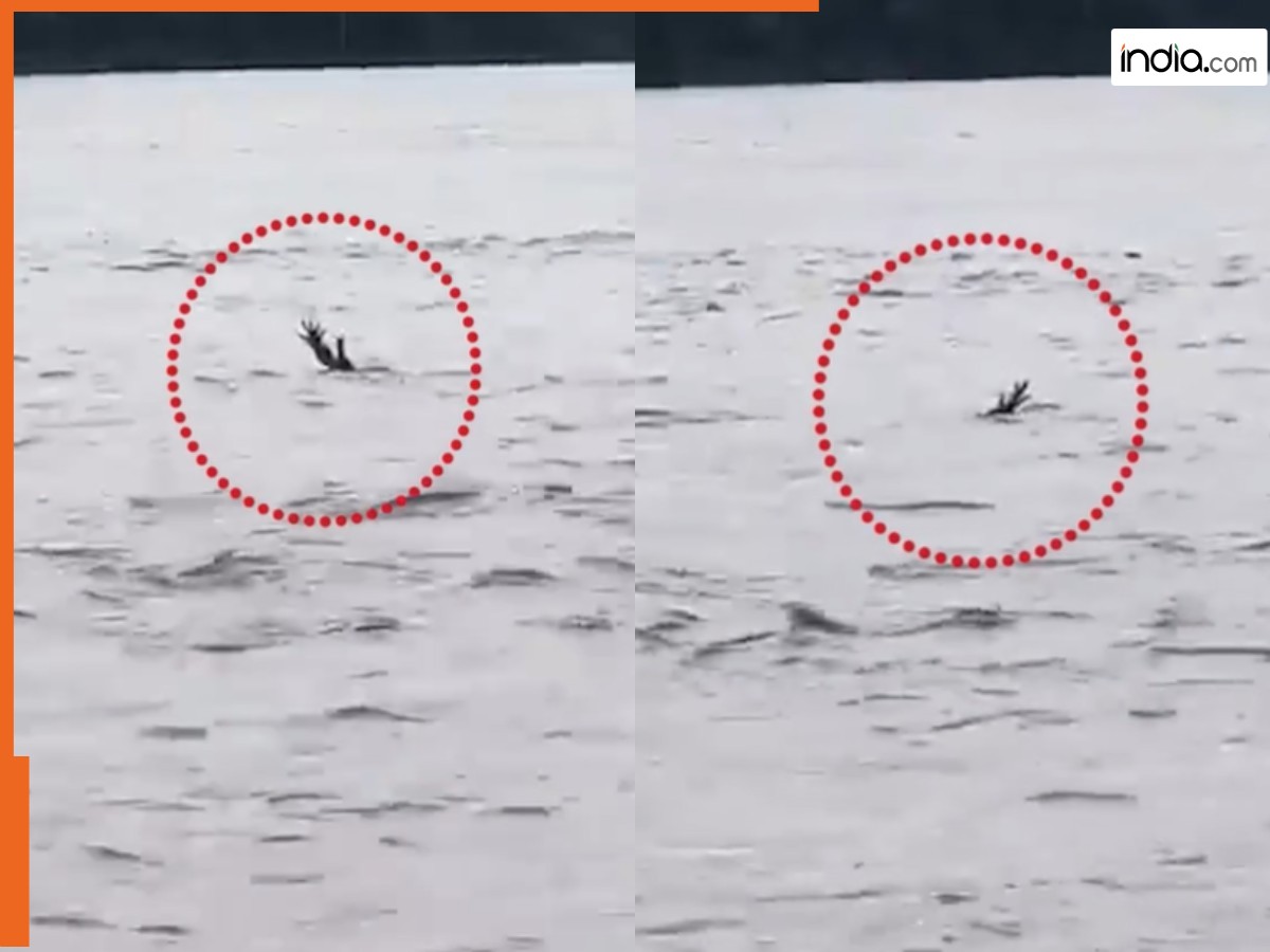 Magarmach Ka Video: डूबने की एक्टिंग करता है ये मगरमच्छ, पास जाते ही कर ...