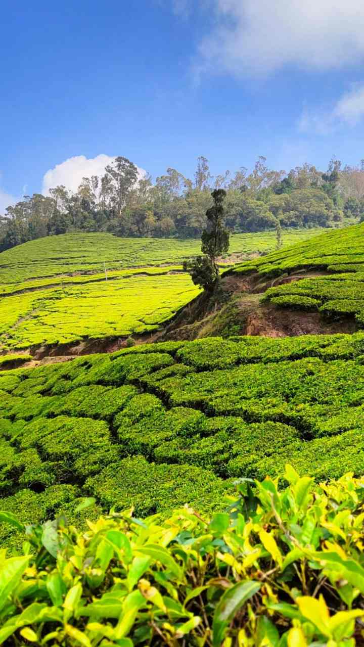 10 Hidden Places In Munnar That Will Change Your Travel Experience Forever!