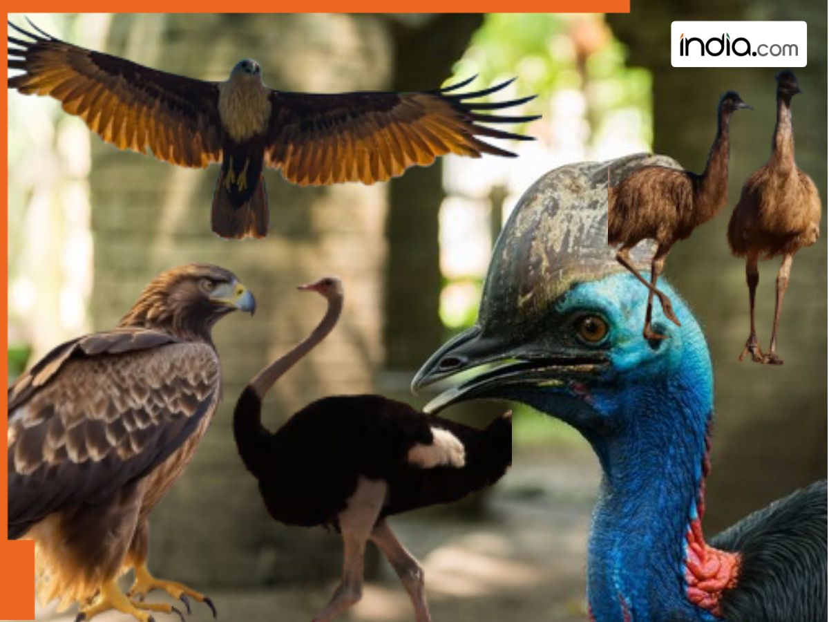 Most Dangerous Bird: ये हैं दुनिया के 5 सबसे खतरनाक शिकारी पक्षी, इंसान ...
