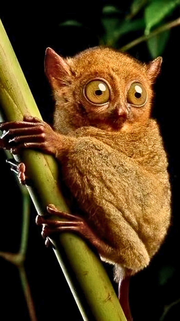 10 animals that have come back from extinction