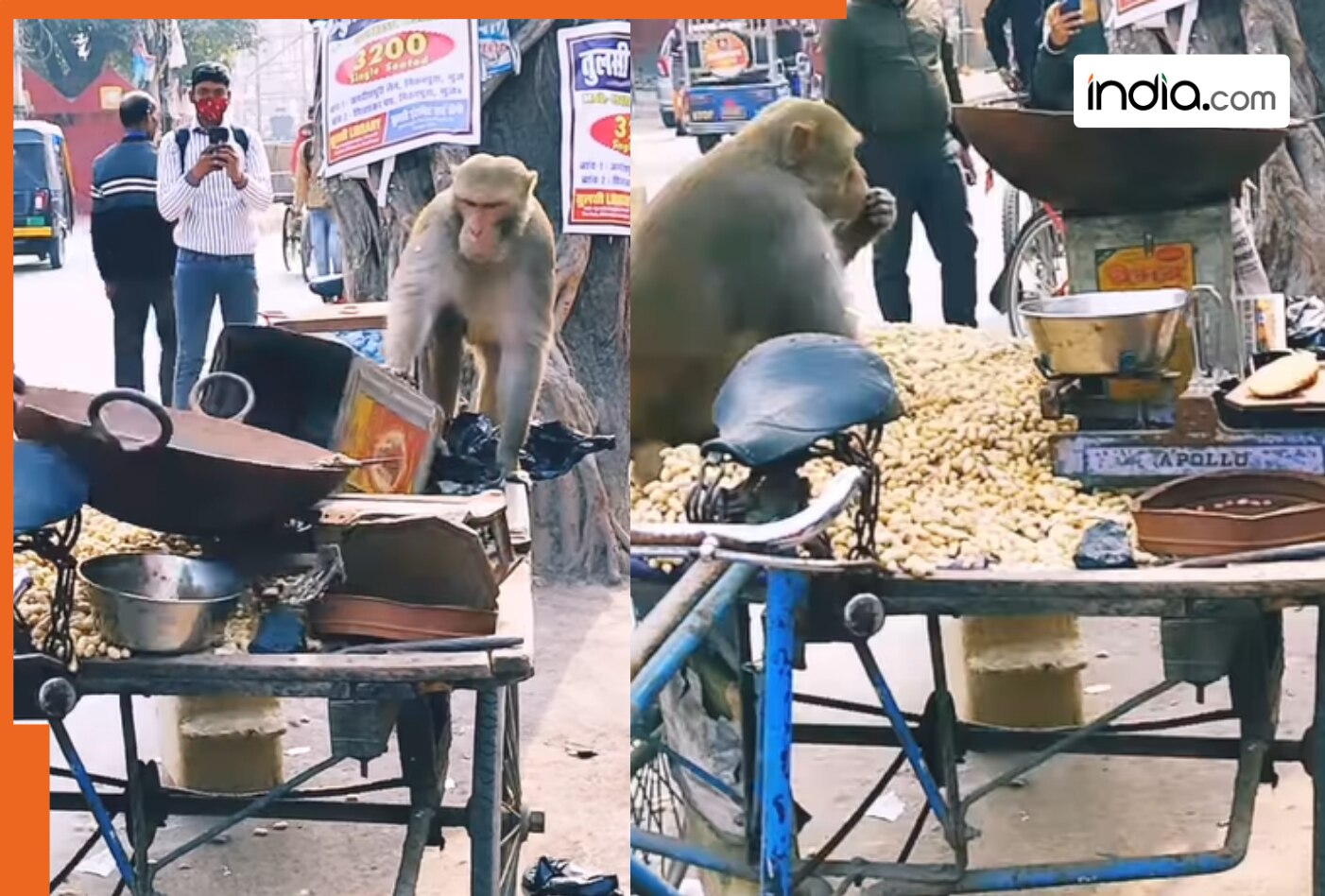 Bandar Ka Video: अचानक मूंगफली के ठेले पर आ धमका बंदर, फिर जो हुआ उसके ...