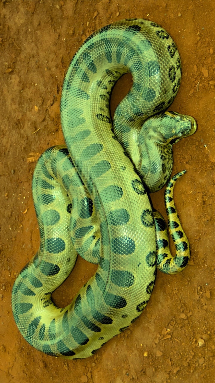 7 largest snakes in the world