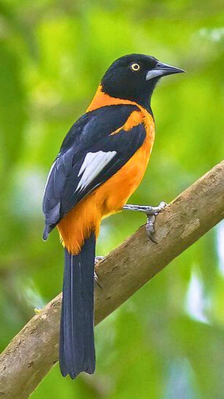 7 most poisonous birds in the world