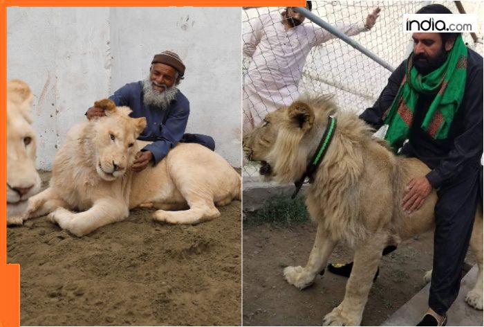 SHOCKING! Pakistani govt allows people to keep lions, tigers, cheetah ...