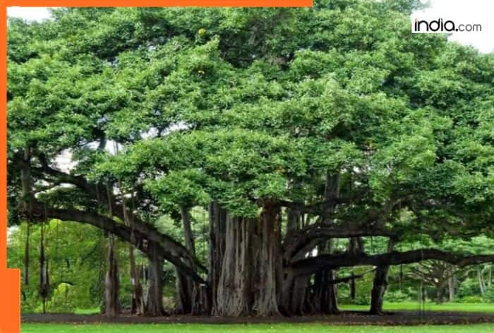 World’s largest banyan tree is in India in the state of..., it’s called ...