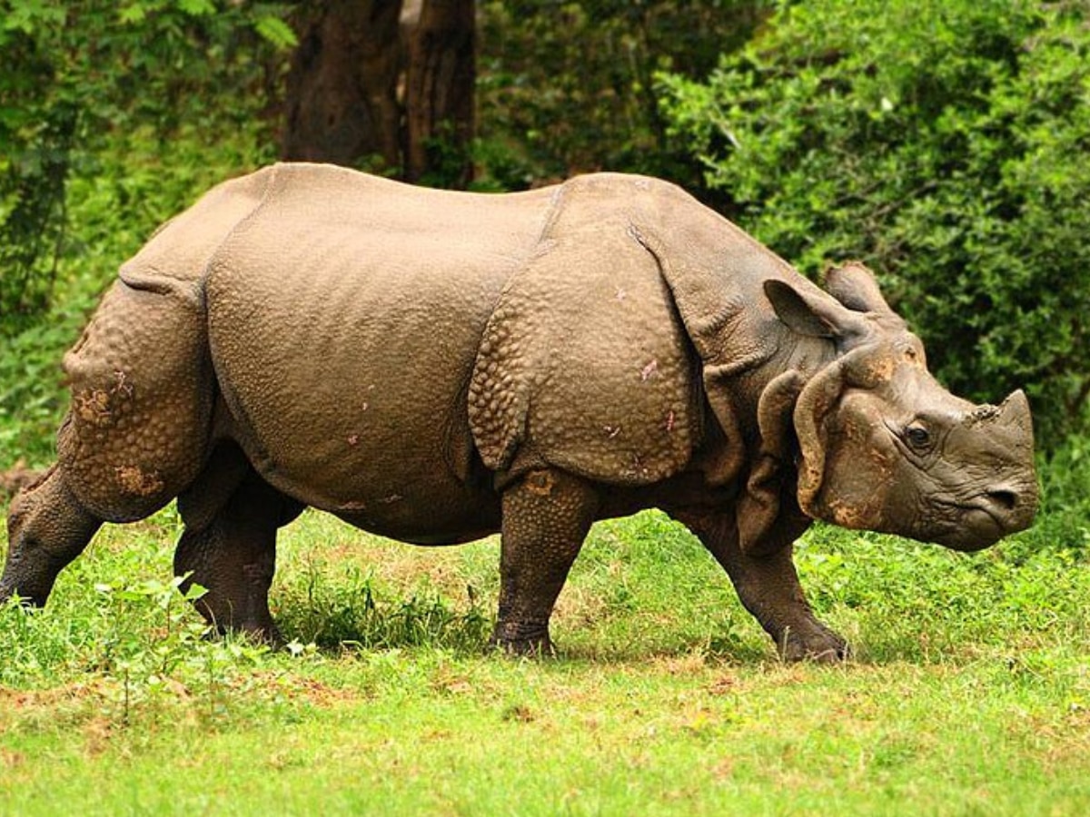 भारत के अलावा दुनिया के किसी और देश में नहीं देखे जा सकते ये जानवर, एक ...