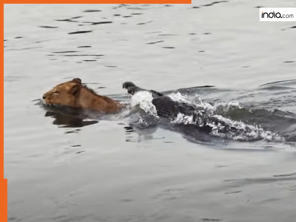 Magarmach Ka Video: पानी में घुसते ही मगरमच्छ की रडार पर आ गई शेरनी ...