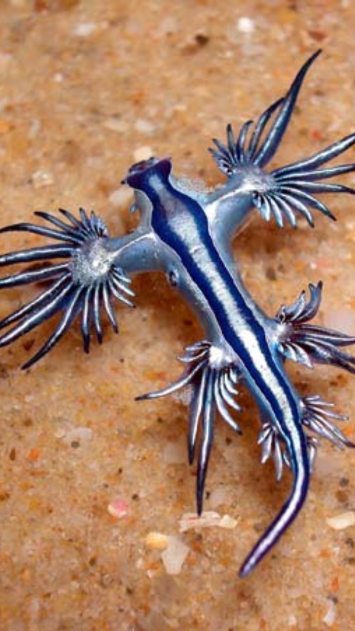 7 most attractive marine creatures