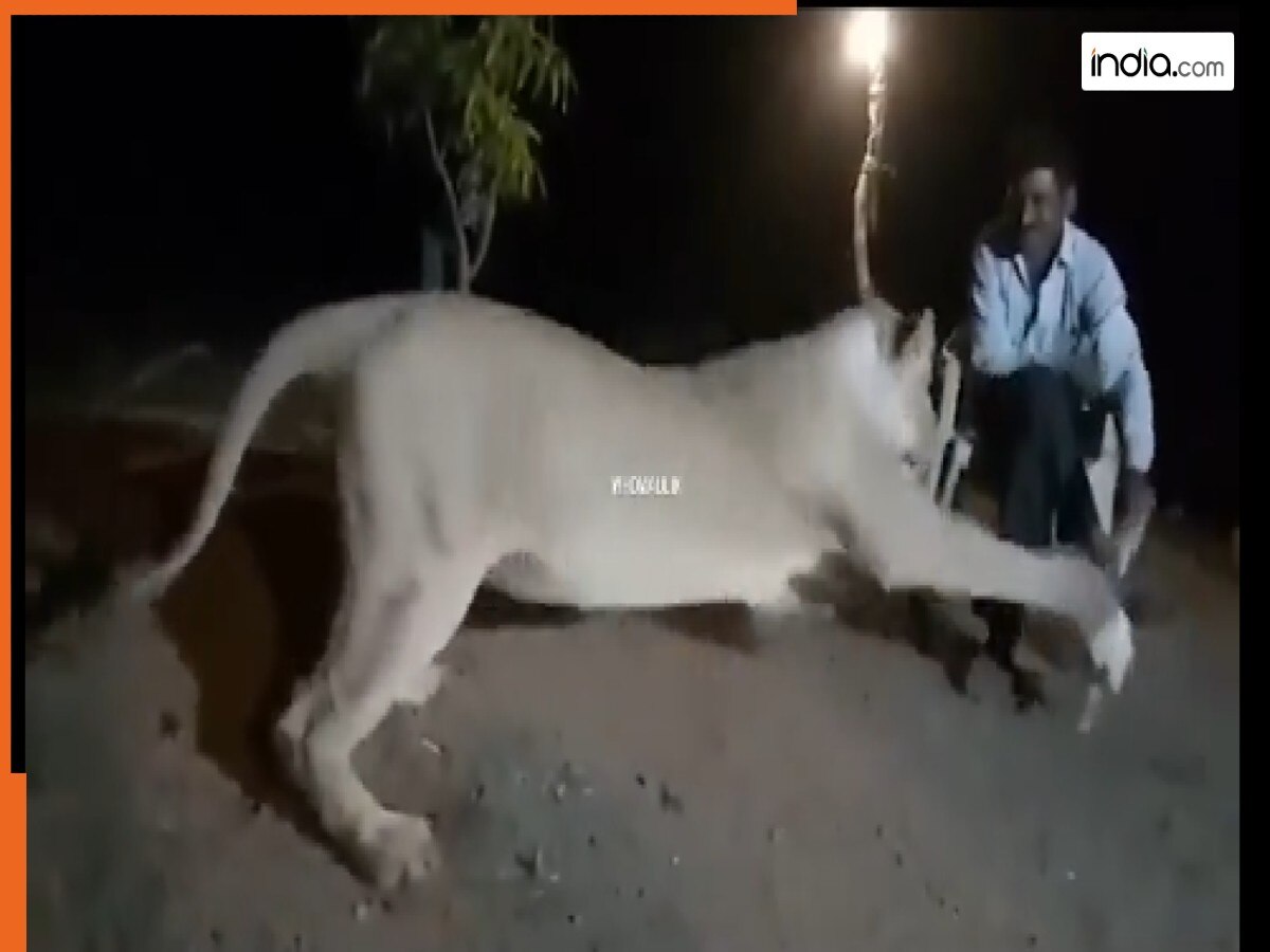 Sher Ka Video: शेरनी के सामने मुर्गी हाथ में पकड़कर चाचा ने जो किया, उसे देखकर हैरान रह जाएंगे ...