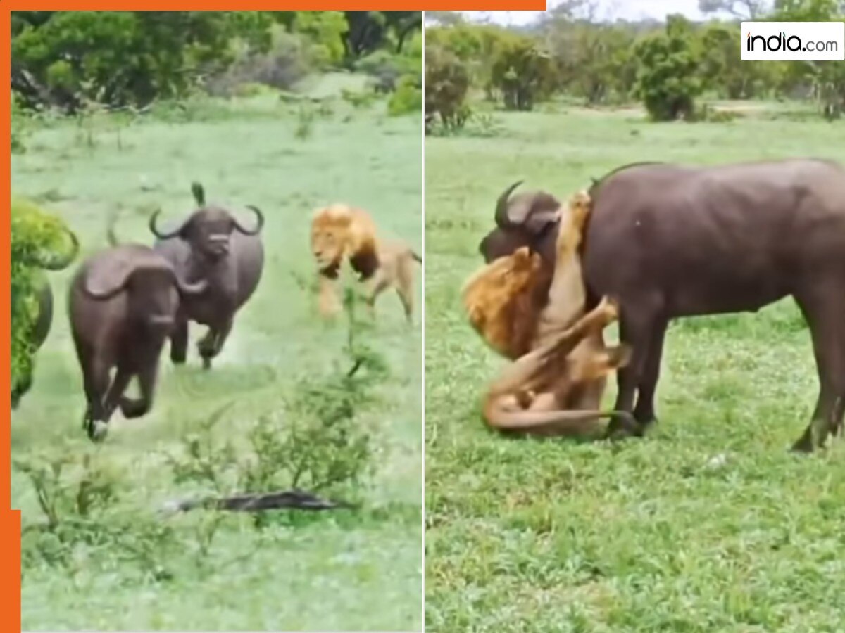 Sher Ka Video: शिकार के लिए भैंसों के पीछे पड़ गया शेर, अंत में एक को दबोच भी लिया | देखें वीडियो