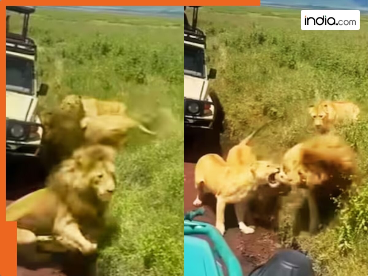 Sher Ka Video: जंगल के राजा शेर भी बीवियों के आगे बन गए भीगी बिल्ली, शेरनियों ने धमकाया तो जान ...