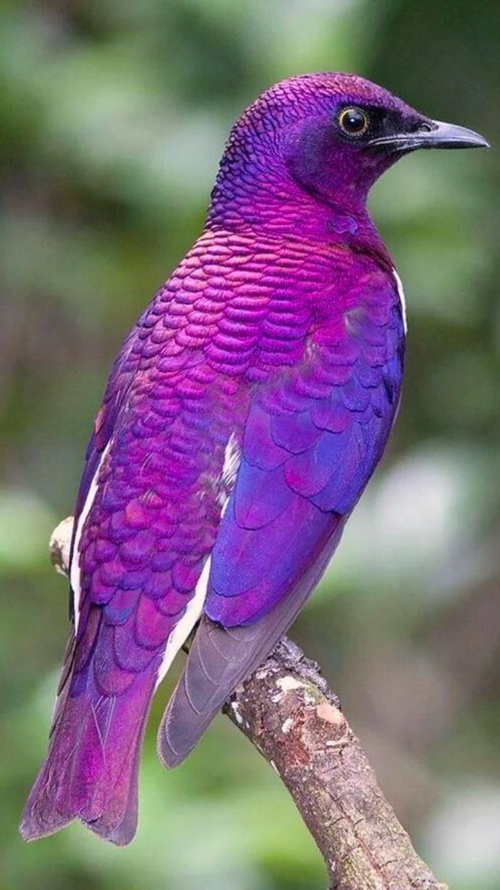 10 beautiful purple coloured animals in the world