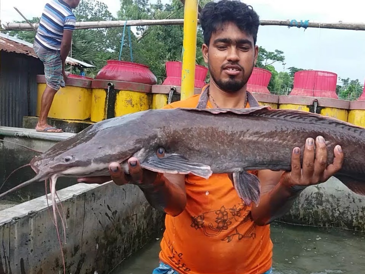 भारत में इस मांसाहारी मछली को खाना या पालना दोनों है अपराध, थाईलैंड की ...