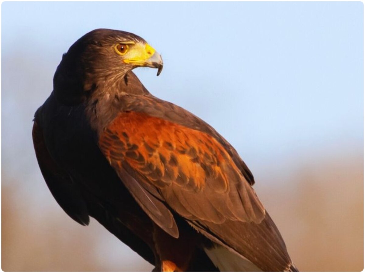 Most Dangerous Bird: ये हैं दुनिया के 5 सबसे खतरनाक शिकारी पक्षी, इंसान ...