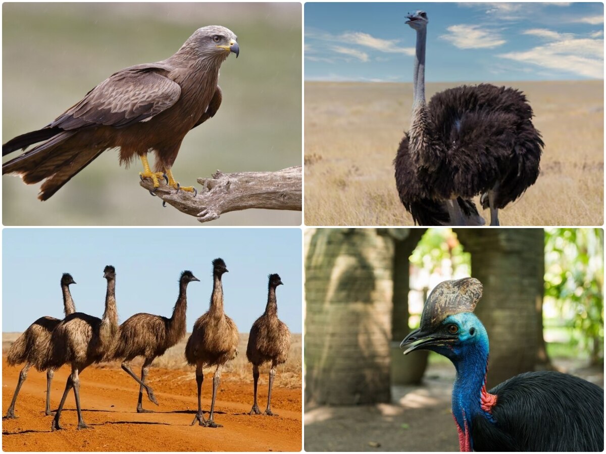 Most Dangerous Bird: ये हैं दुनिया के 5 सबसे खतरनाक शिकारी पक्षी, इंसान को भी पिला देते हैं पानी