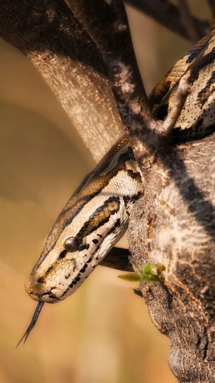 Only snake species that hunts in packs