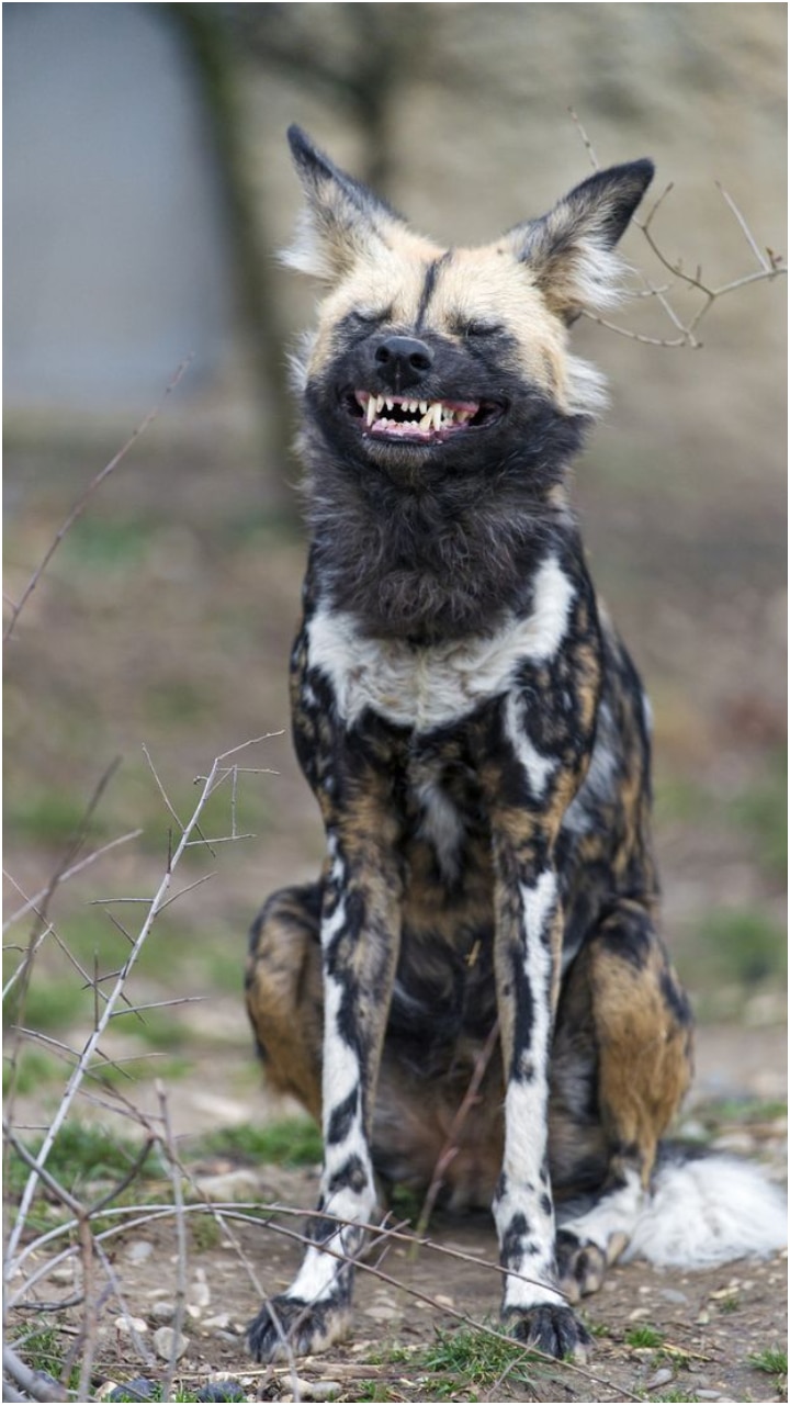 8 Lesser-Known animal FACTS in 20 Seconds