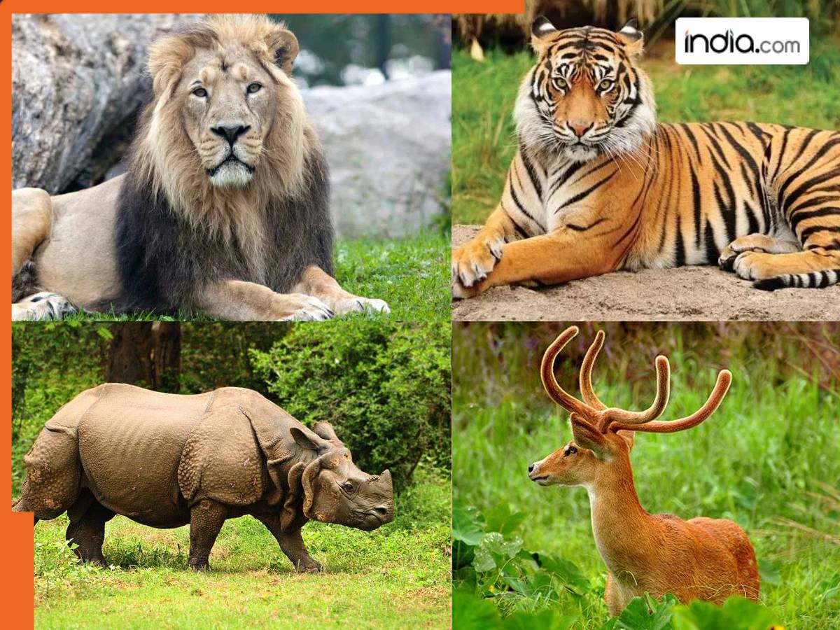 भारत के अलावा दुनिया के किसी और देश में नहीं देखे जा सकते ये जानवर, एक ...