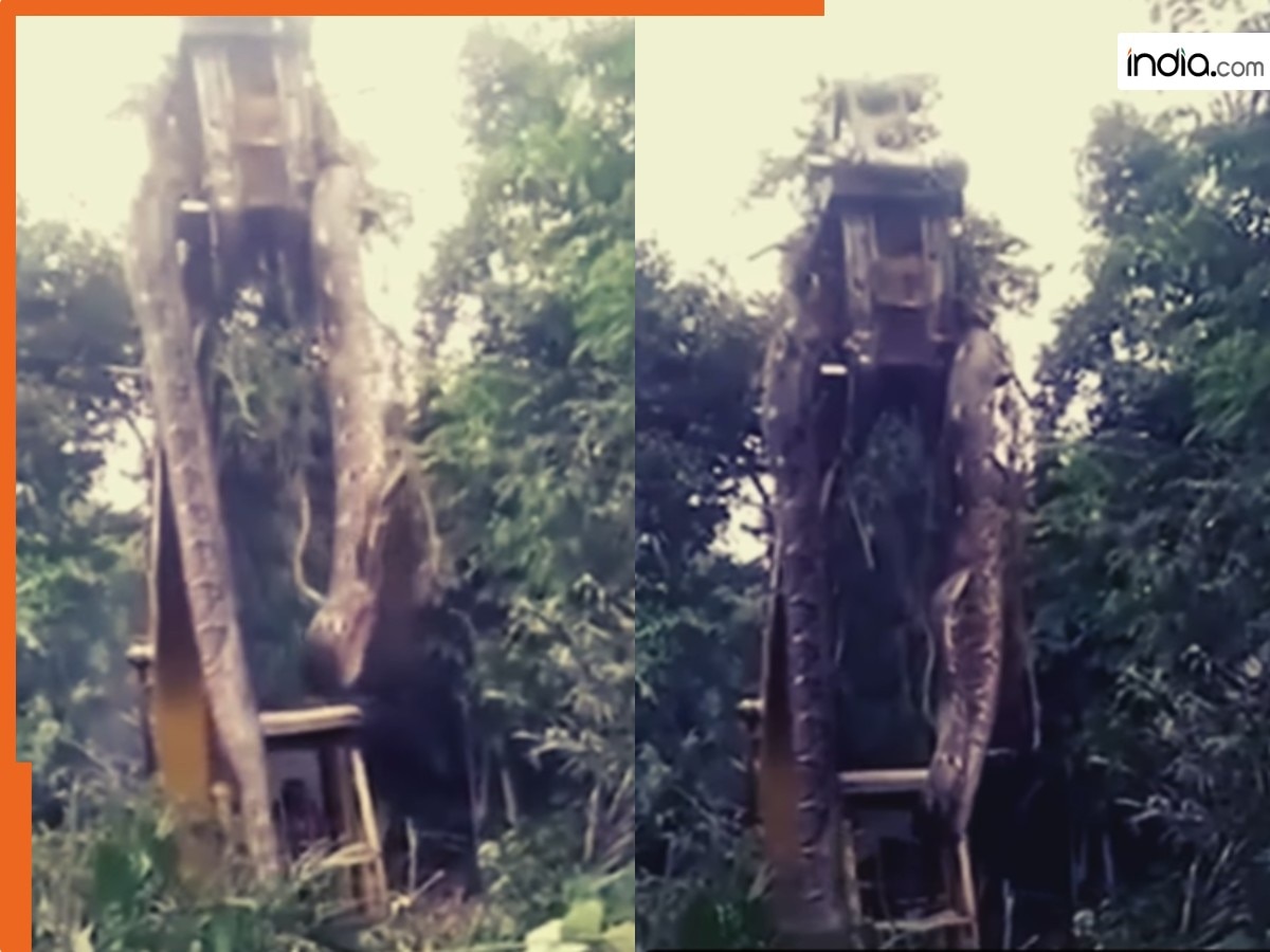 Azgar Ka Video: जंगल में दिखा विशालकाय अजगर, उठाने के लिए बुलानी पड़ गई ...