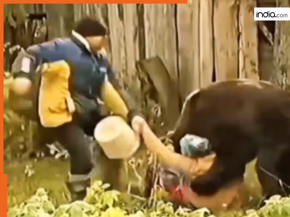 Bhalu Ka Video: भालू को पुचकारने चला था शख्स, मगर उसने बेचारे को नानी ...