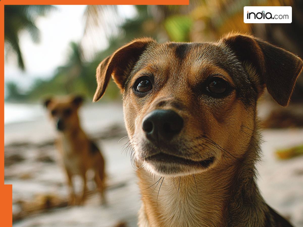 भारत का अकेला राज्य जहां नहीं है एक भी कुत्ता, बाहर से आने वाले लोगों ...