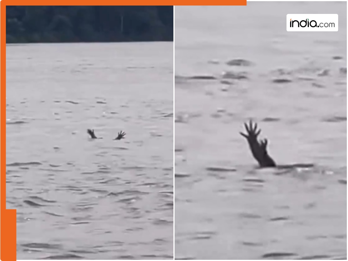 Magarmach Ka Video: एक्टिंग में इंसानों का भी बाप निकला मगरमच्छ, Viral ...