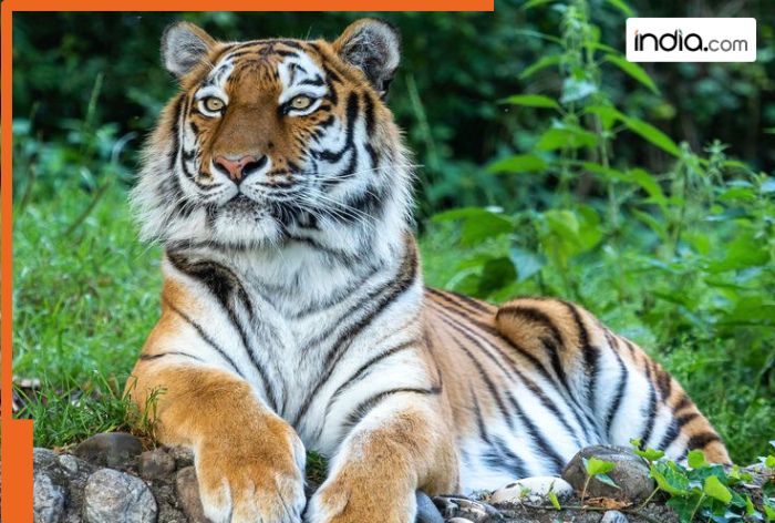 One bottle for Rs 600, China is making money by selling tiger urine ...