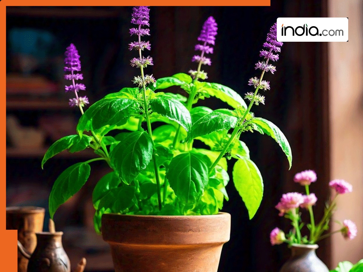 Vastu Tips For Office Table: क्या आप भी ऑफिस डेस्क पर रखते हैं तुलसी का ...