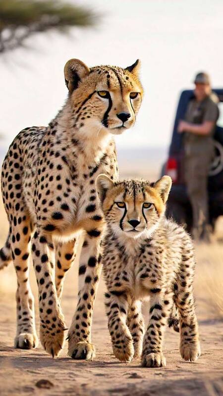 Cheetah In Real Life Cheetah | Jungle Emperor Leo Wiki | Fandom