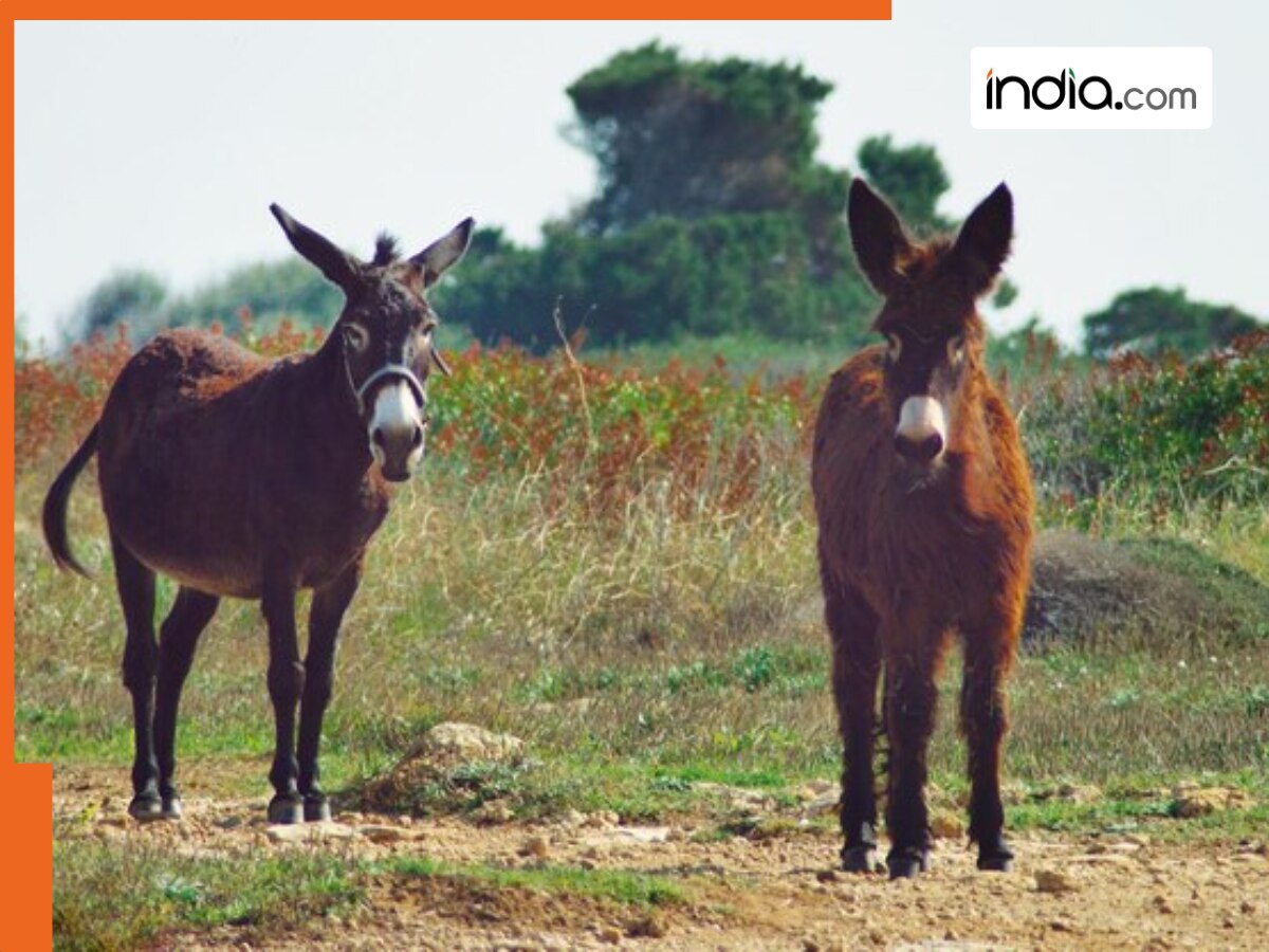 Donkeys IQ level: कितना होता है गधों का IQ लेवल? जवाब सुन चकरा जाएगा आपका माथा