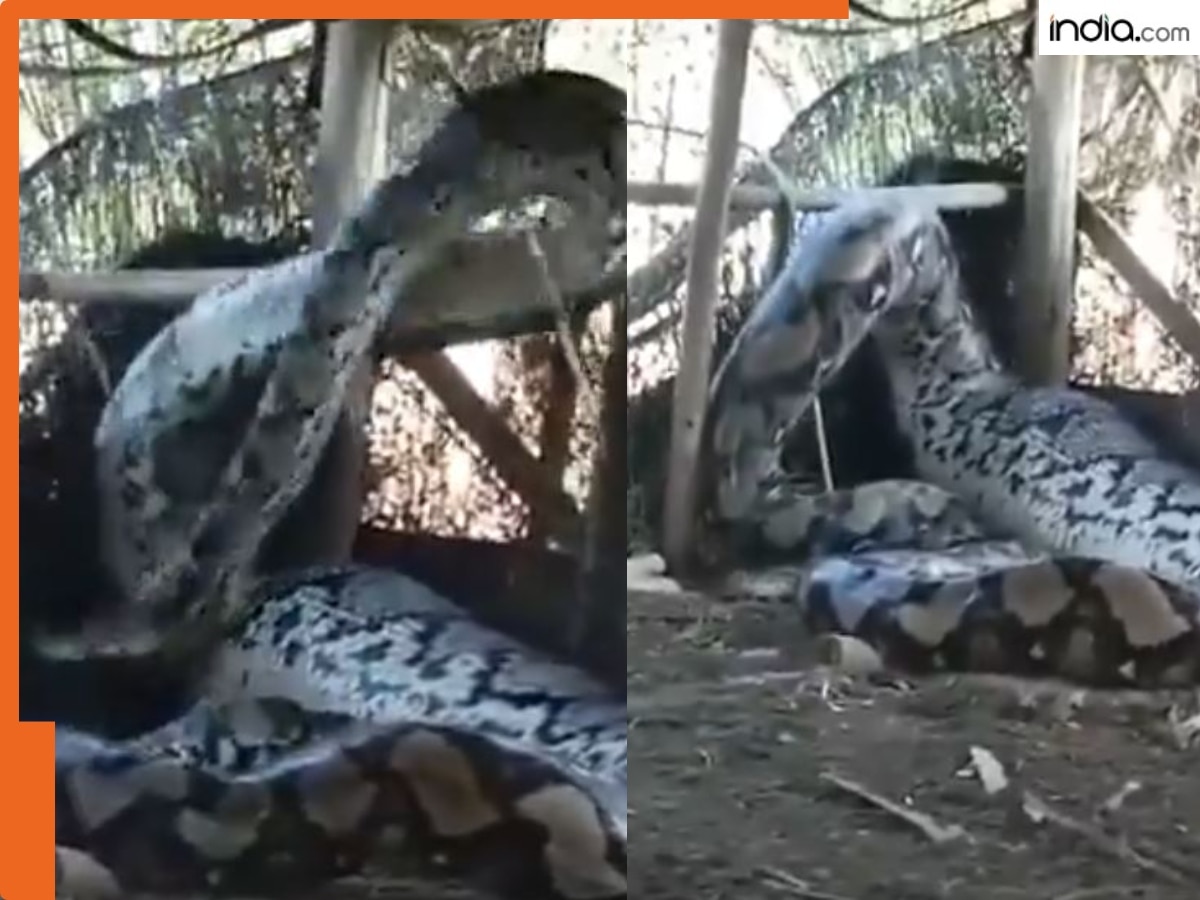 Azagar Ka Video: दैत्याकार अजगर ने निगल लिया जानवर तो गांव वालों ने ...