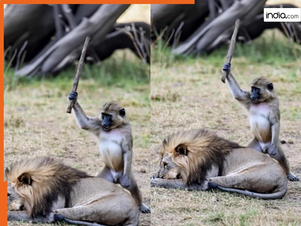 Bandar Ka Video: सोते हुए शेर को डंडे से मारने पहुंचा बंदर, तभी जो हुआ ...