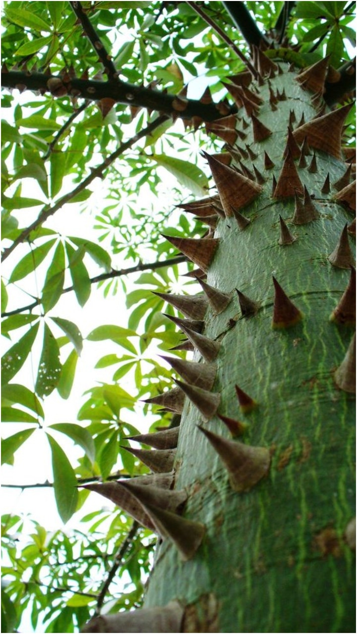 8 most dangerous trees in world