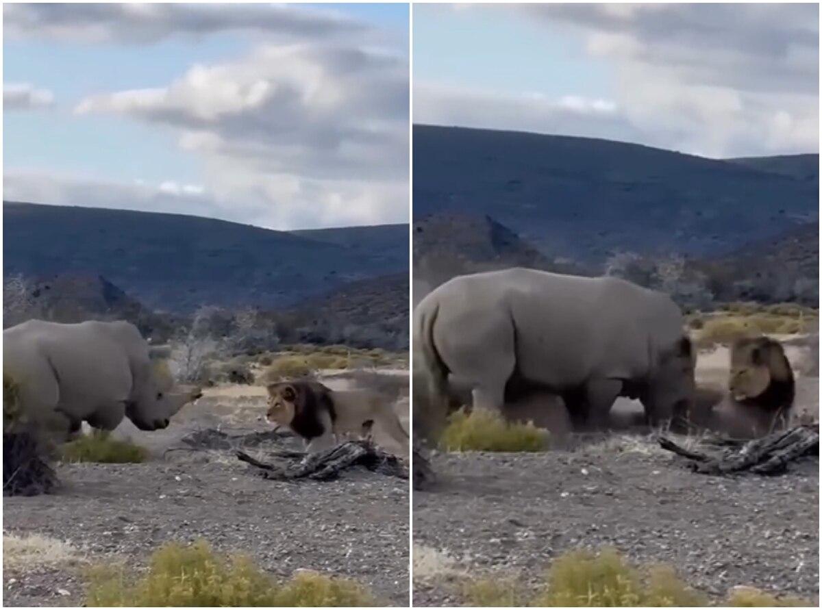 Sher Ka Video: कमजोर समझकर गैंडे को हड़काने लगा शेर, तभी जो हुआ बेचारे की जान ही सूख गई | देखें ...