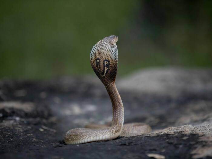Cobra Facts: इन जानवरों के नाम से कोबरा भी थर्राते हैं, देखते ही बदल ...