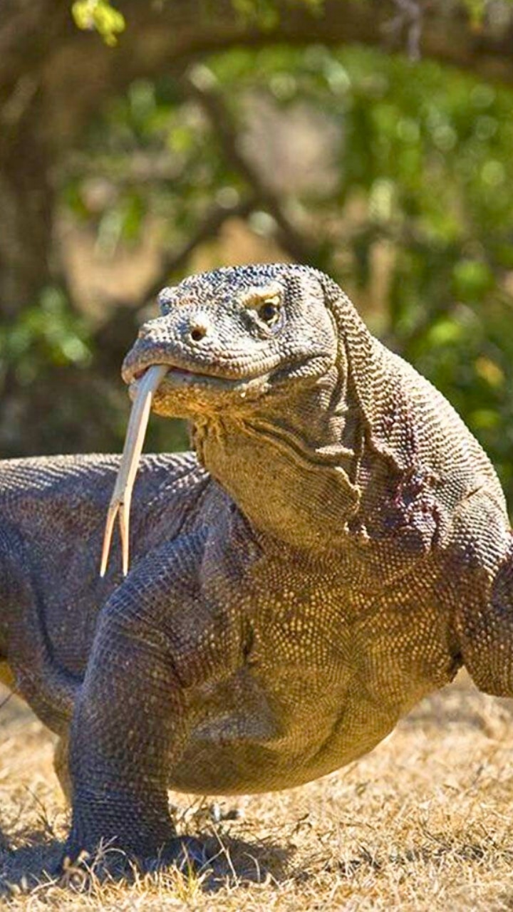 8 fascinating female animals that reproduce without males