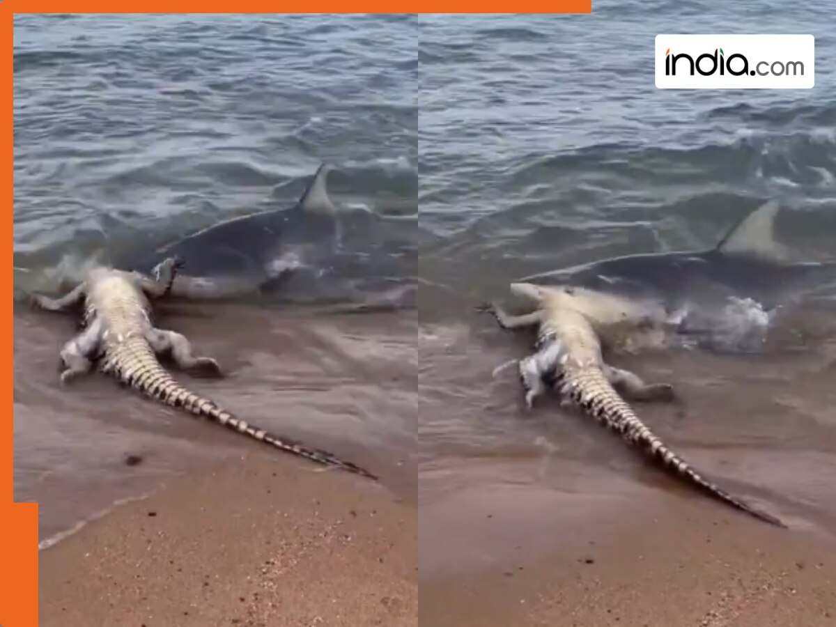 Magarmach Ka Video: समुद्र किनारे आराम फरमा रहा था मगरमच्छ तभी पानी से ...