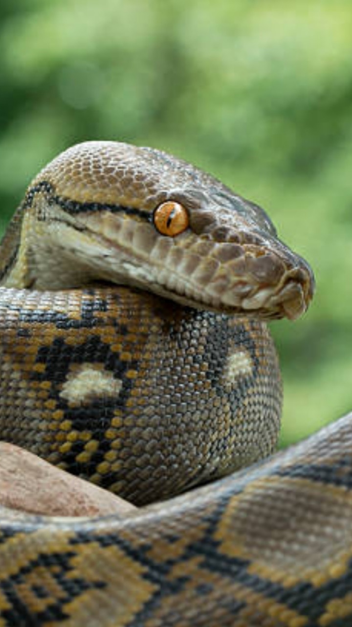 7 largest snakes in the world