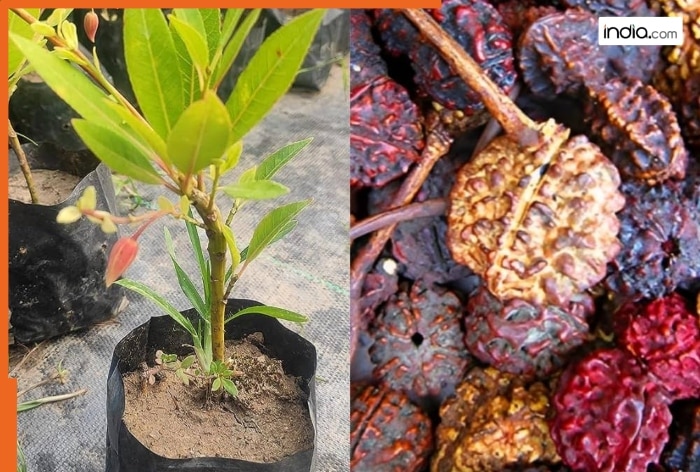 Rudraksha Tree: भगवान शिव का प्रिय रुद्राक्ष का पौधा घर पर कैसे उगाएं ...