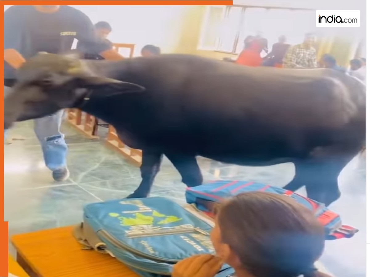 Bhains Ka Video: 'मार्कशीट लेने आई थी' चलती क्लास में घुस गई भैंस, फिर ...