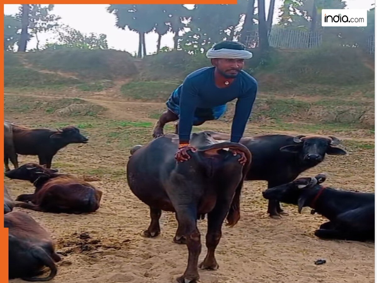 Bhains Ka Video: भैंस पर चढ़कर शख्स ने ये क्या कर दिया! सोशल मीडिया पर ...
