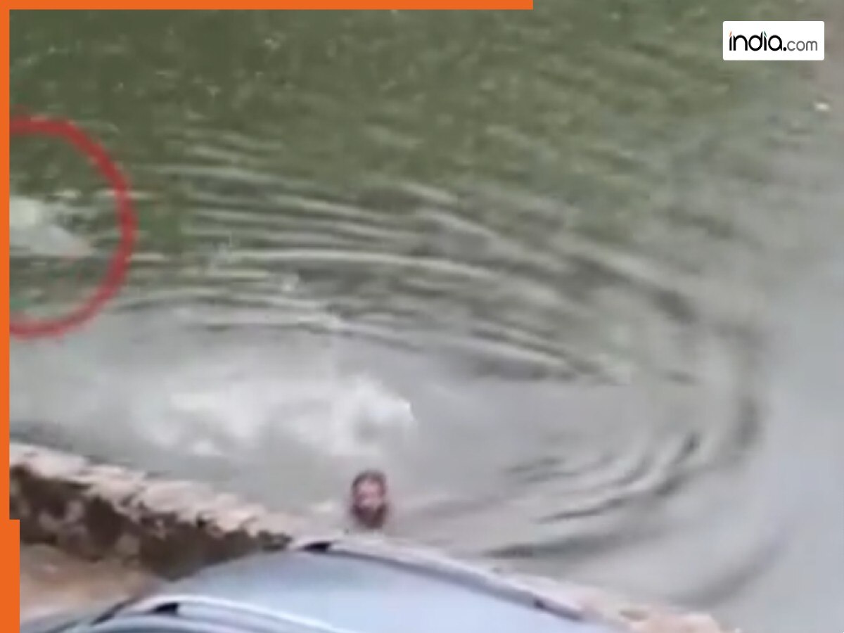 Magarmach Ka Video: शराब के नशे में मगरमच्छ के इलाके में कूदा शख्स, फिर ...