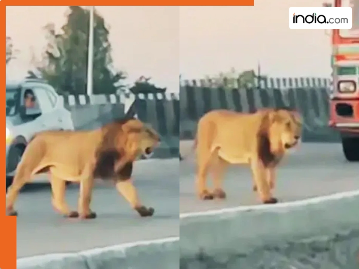 Sher Ka Video: गाड़ी-बाइक से जा रहे थे लोग अचानक आ धमका 'बब्बर शेर', फिर जो हुआ...