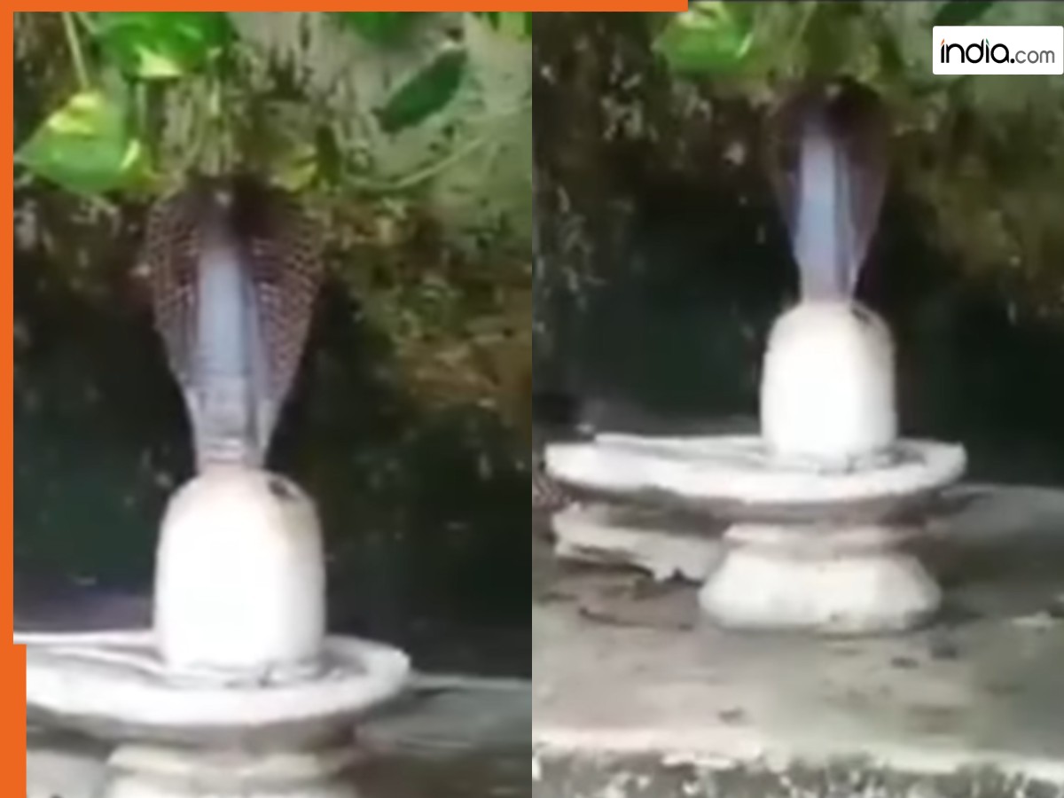 Naag Devta Ka Video: शिवलिंग पर फन फैलाकर विराजे नाग देवता, अद्भुत ...